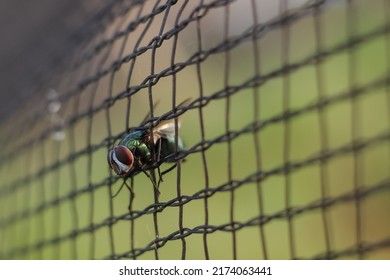 22,802 Flies net Images, Stock Photos & Vectors | Shutterstock