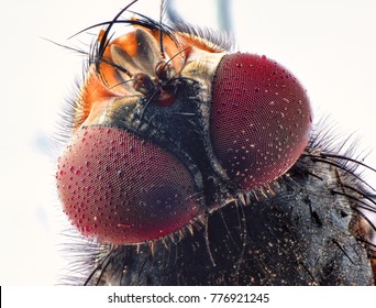 128,100 Macro Insect Head Images, Stock Photos & Vectors | Shutterstock