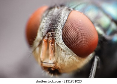 17,542 Fly eyes texture Images, Stock Photos & Vectors | Shutterstock