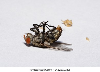 Fly Insect Spawn Eggs On White Stock Photo 1422210332 | Shutterstock