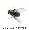 10,264,128 Fly Royalty-Free Images, Stock Photos & Pictures | Shutterstock
