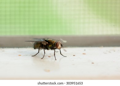 146,450 Fly on window Images, Stock Photos & Vectors | Shutterstock