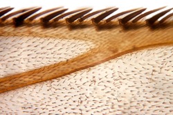 Microscope photo. bee wing, a Health & Medical Photo by david.herraez ...