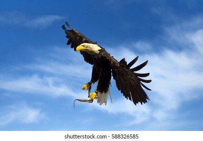 45,455 fotos de Águila real - Fotos, imágenes y otros productos ...