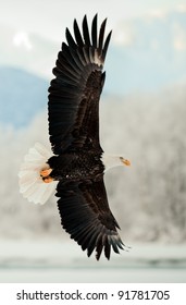 466 Eagle flying top view Images, Stock Photos & Vectors | Shutterstock