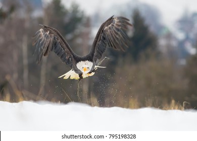 Flying Bald Eagle Winter Stock Photo 795198328 | Shutterstock