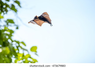 Flying Bat Stock Photo 473679883 | Shutterstock