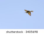 Flying Bee Eater Merops Apiaster PPT template 98 | CrystalGraphics