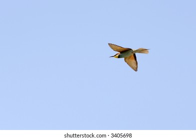 Flying Bee Eater Merops Apiaster PPT template 98 | CrystalGraphics