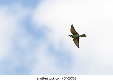 Flying Bee Eater Merops Apiaster PPT template 6 | CrystalGraphics