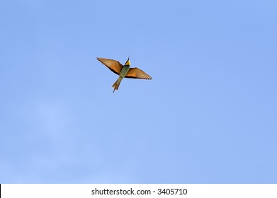 Flying Bee Eater Merops Apiaster PPT template 10 | CrystalGraphics