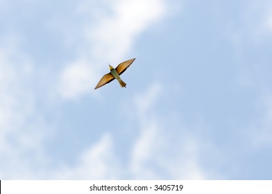 Flying Bee Eater Merops Apiaster PPT template 19 | CrystalGraphics