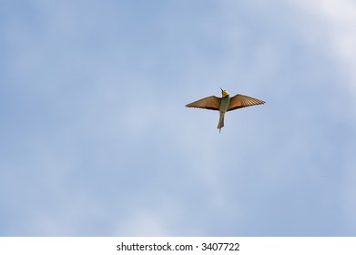 Flying Bee Eater Merops Apiaster PPT template 22 | CrystalGraphics