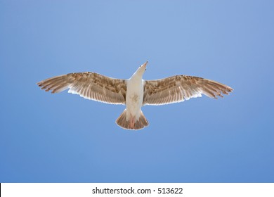 8,511 Birds bottom Images, Stock Photos & Vectors | Shutterstock