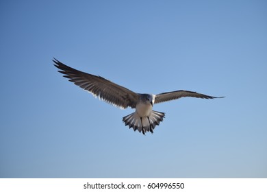Flying Bird Underside Stock Photo 604996550 | Shutterstock
