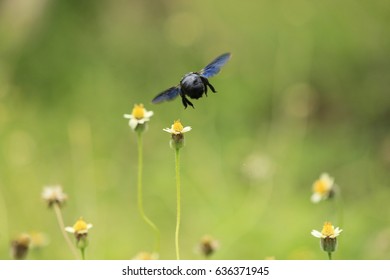 Flying Carpenter Bee Stock Photo 636371945 | Shutterstock