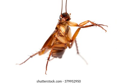 289 Flying Cockroach Stock Photos, Images & Photography | Shutterstock