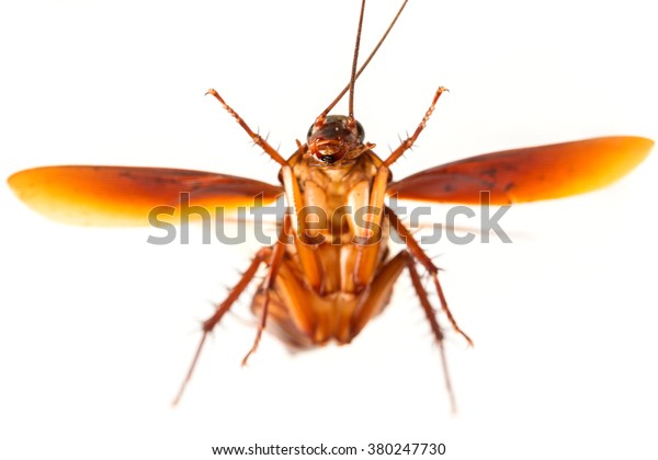 Flying Cockroach Stock Photo (Edit Now) 380247730