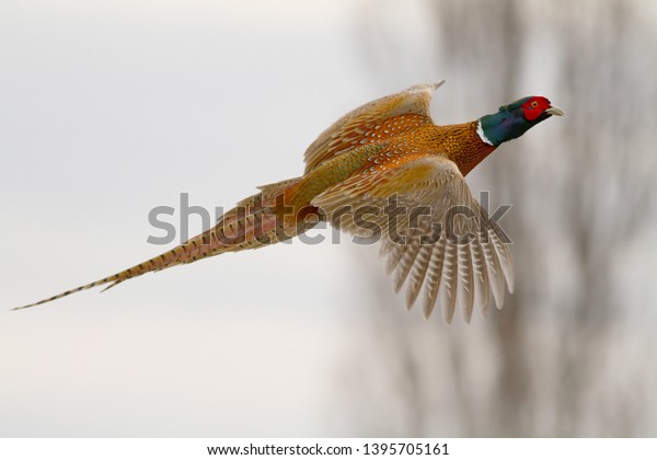 Flying Common Pheasant Phasianus Colchicus Flying Stock Photo ...