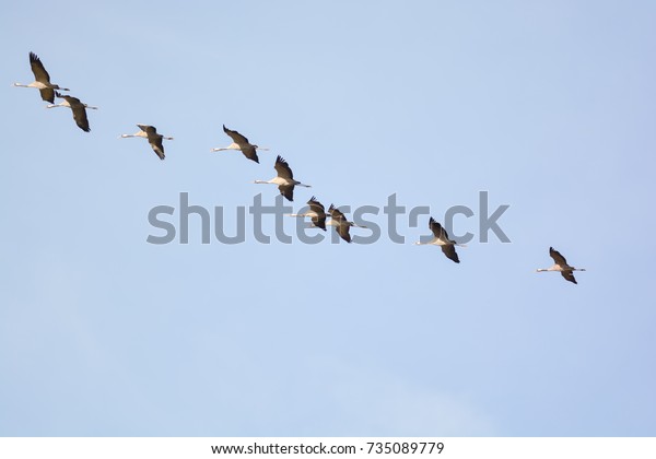 Flying Cranes Stock Photo 735089779 | Shutterstock
