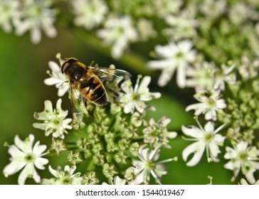 Flying Creature Buzzy Work Stock Photo 1544019467 | Shutterstock