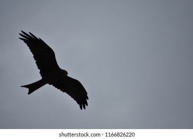 Flying Dark Eagle Stock Photo 1166826220 | Shutterstock