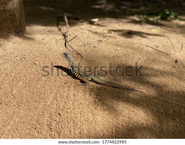 Flying Dragon Flying Lizard Stock Photo 1774822985 | Shutterstock