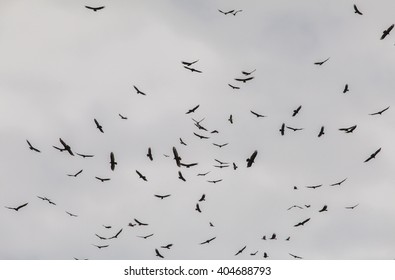 67 imágenes de Swoop of a vulture - Imágenes, fotos y vectores de stock ...