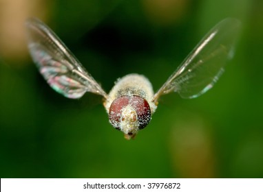 Flying Fly Stock Photo 37976872 | Shutterstock