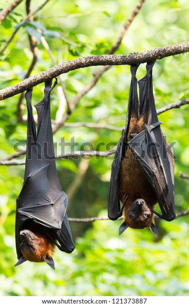 Flying Fox Stock Photo 121373887 | Shutterstock