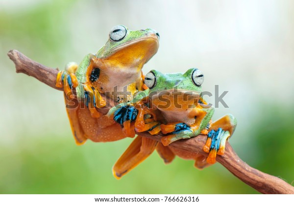 Flying Frog Wallace Stock Photo 766626316 | Shutterstock