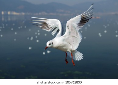 48,242 Wings Flaps Images, Stock Photos & Vectors | Shutterstock