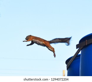 Flying Jumping Squirrel Stock Photo 1294072204 | Shutterstock