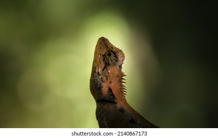 7,003 Flying Lizard Images, Stock Photos & Vectors | Shutterstock