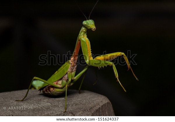 Flying Mantis Dark Stock Photo 151624337 | Shutterstock