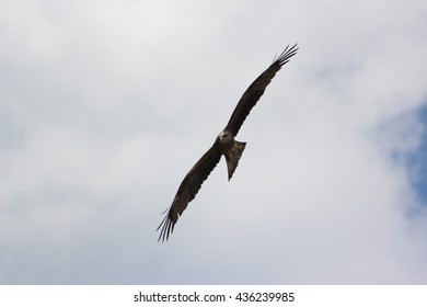 Flying Predator Stock Photo 436239985 | Shutterstock