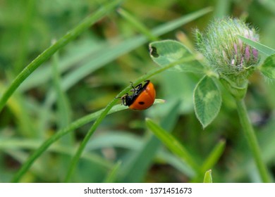 Flying Red Tiny Insect Stock Photo 1371451673 | Shutterstock