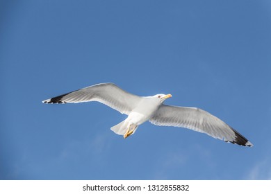 Flying Seagull Side Stock Photo 1312855832 | Shutterstock
