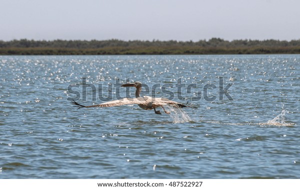 Flying Through Life Stock Photo 487522927 | Shutterstock
