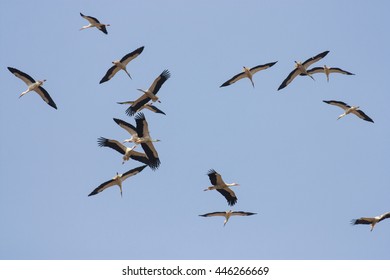 Flying White Storks Stock Photo 446266669 | Shutterstock