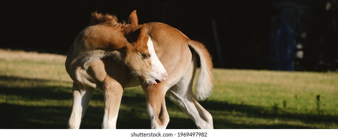 578 Itching horse Images, Stock Photos & Vectors | Shutterstock 578 Itching horse Images, Stock Photos & Vectors | Shutterstock