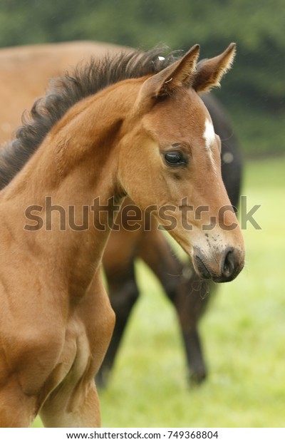 Foal Portrait Stock Photo 749368804 | Shutterstock