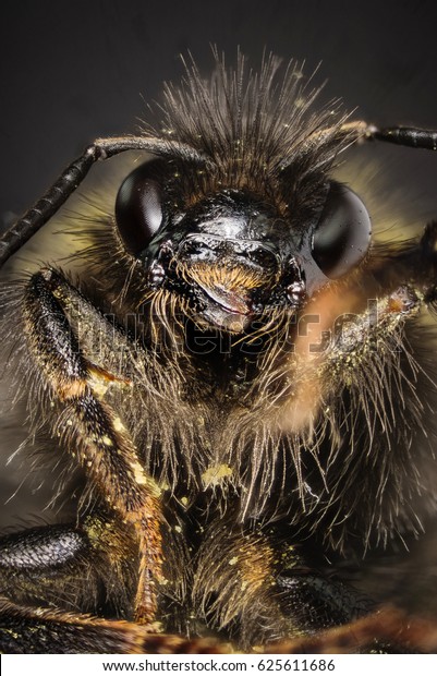 Focus Stacking Bumblebee Dumbledor Dumbledore Stock Photo (Edit Now ...
