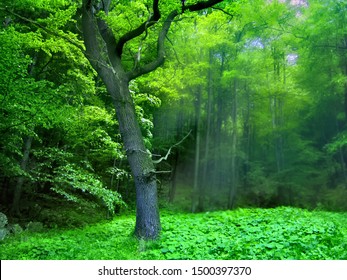 Fog Light Rays Forest Stock Photo 1500397370 | Shutterstock