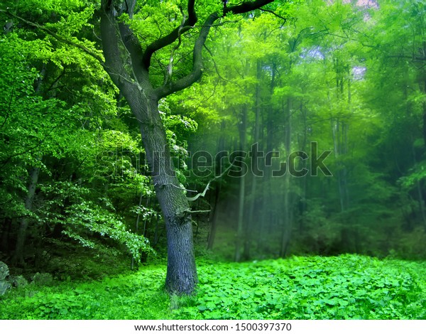 Fog Light Rays Forest Stock Photo 1500397370 | Shutterstock