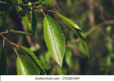 Foliage Elm Tree Green Foliage Stock Photo 1761827609 | Shutterstock