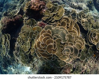 124 Foliose corals Images, Stock Photos & Vectors | Shutterstock