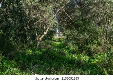 4,023 Maltese tree Images, Stock Photos & Vectors | Shutterstock