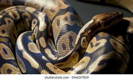 Footage Royal Ball Python On Black Stock Photo 1964197819 | Shutterstock