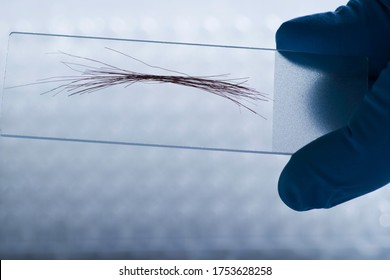 688 Hair Evidence Images, Stock Photos & Vectors | Shutterstock
